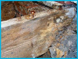How to deal with Wet Rot, Identifting and Treatment