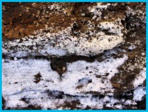 How to deal with Wet Rot, Identifting and Treatment